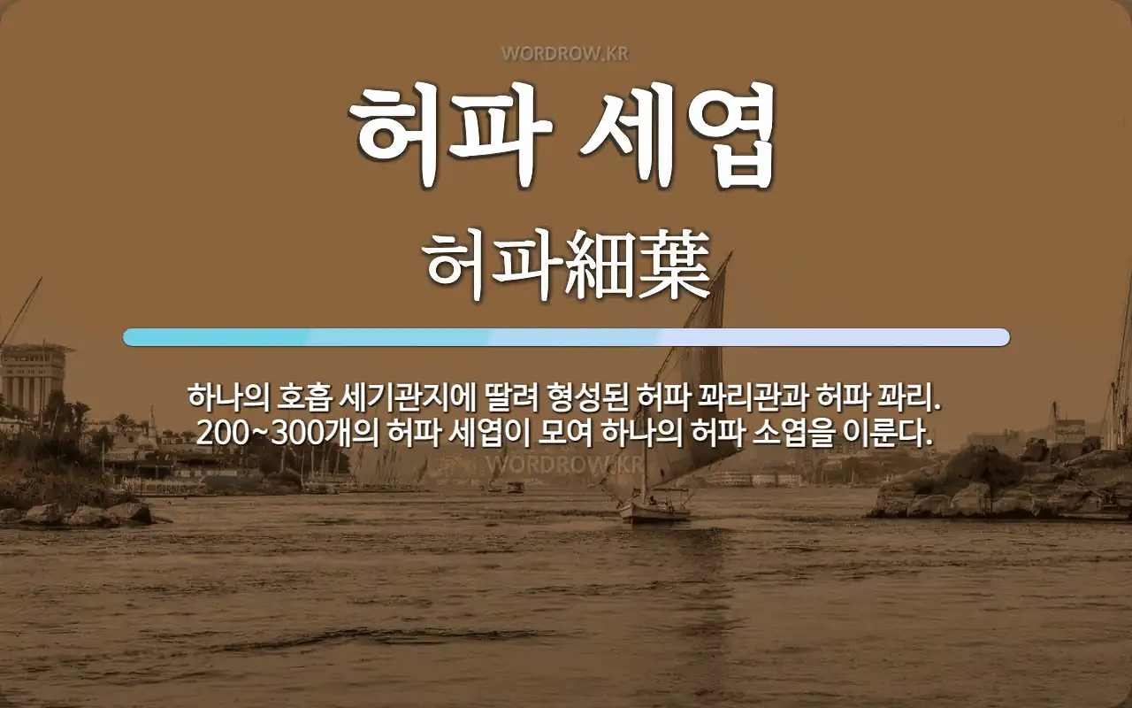 허파 세엽 뜻 하나의 호흡 세기관지에 딸려 형성된 허파 꽈리관과 허파 꽈리 200~300개의 허파 세엽