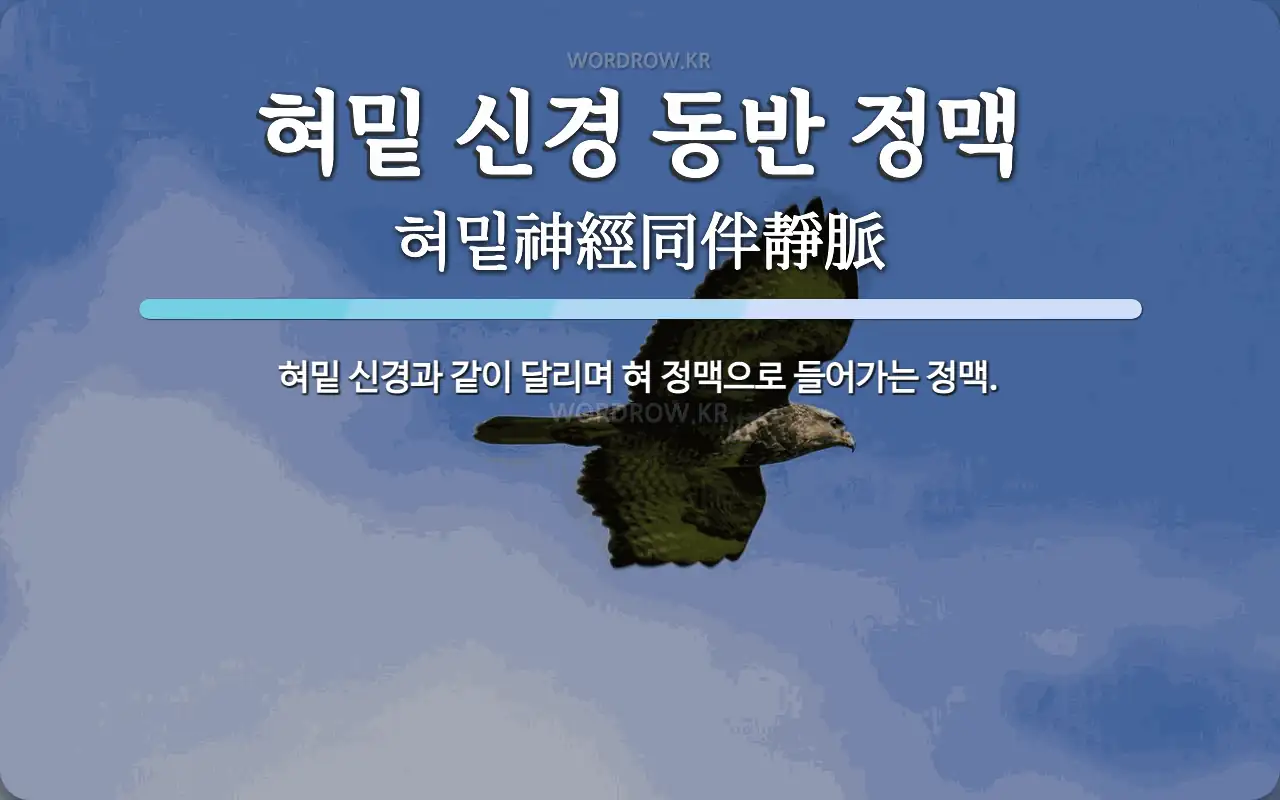 혀밑 신경 동반 정맥 뜻 혀밑 신경과 같이 달리며 혀 정맥으로 들어가는 정맥