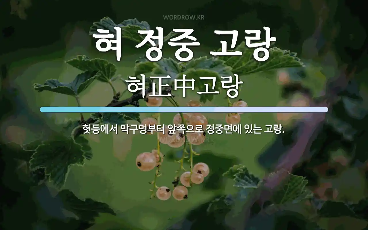 혀 정중 고랑 뜻 혓등에서 막구멍부터 앞쪽으로 정중면에 있는 고랑