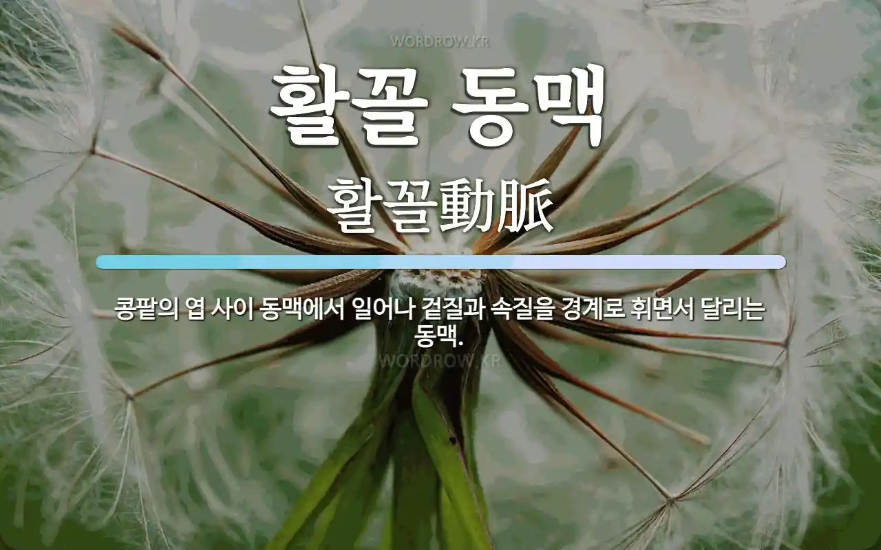 활꼴 동맥 뜻 콩팥의 엽 사이 동맥에서 일어나 겉질과 속질을 경계로 휘면서 달리는 동맥