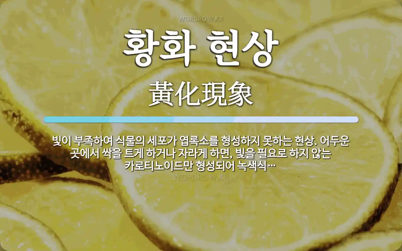 황화 현상 뜻 빛이 부족하여 식물의 세포가 엽록소를 형성하지 못하는 현상 어두운 곳에서 싹을 트게 하거