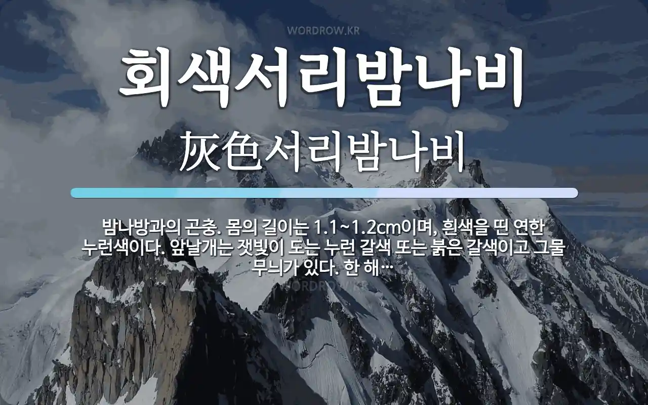 회색서리밤나비 뜻 밤나방과의 곤충 몸의 길이는 11~12cm이며 흰색을 띤 연한 누런색이다 앞날개는