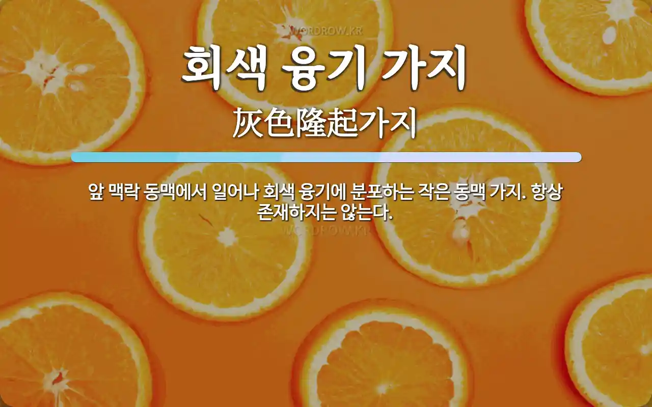 회색 융기 가지 뜻 앞 맥락 동맥에서 일어나 회색 융기에 분포하는 작은 동맥 가지 항상 존재하지는 않는다