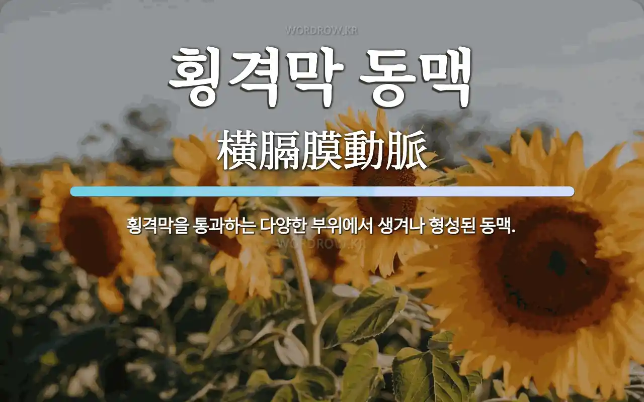 횡격막 동맥 뜻 횡격막을 통과하는 다양한 부위에서 생겨나 형성된 동맥