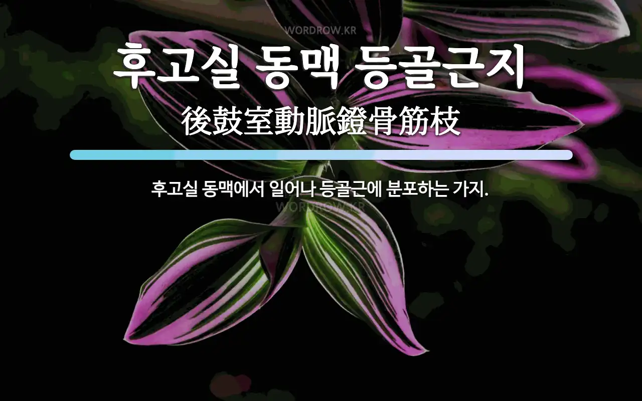 후고실 동맥 등골근지 뜻 후고실 동맥에서 일어나 등골근에 분포하는 가지
