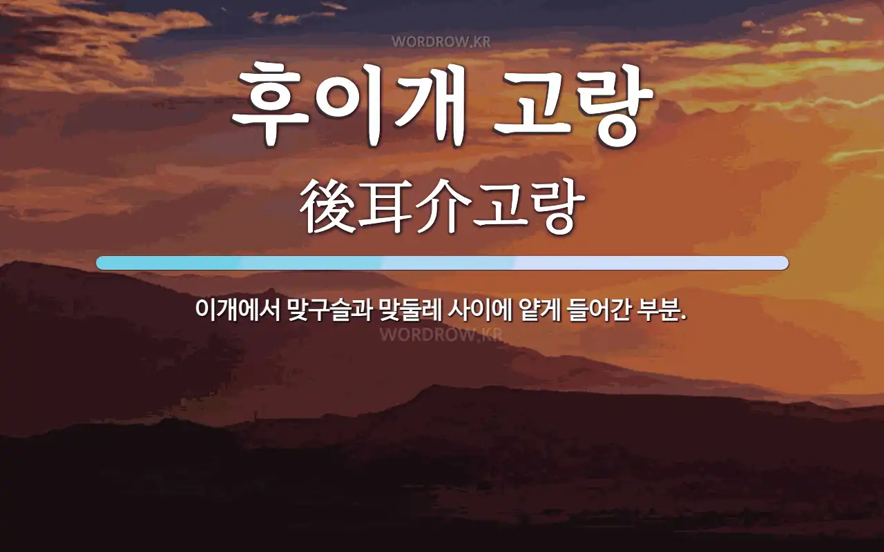 후이개 고랑 뜻 이개에서 맞구슬과 맞둘레 사이에 얕게 들어간 부분