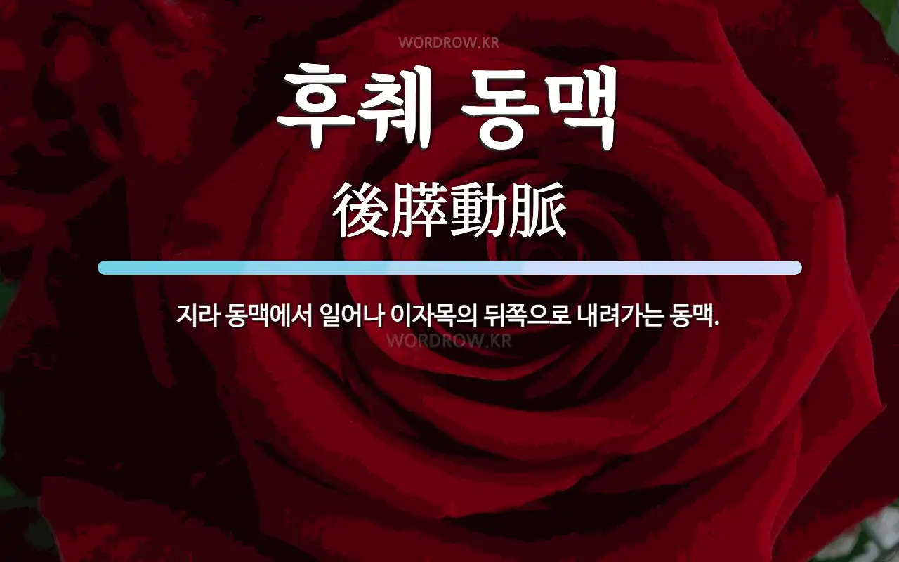 후췌 동맥 뜻 지라 동맥에서 일어나 이자목의 뒤쪽으로 내려가는 동맥