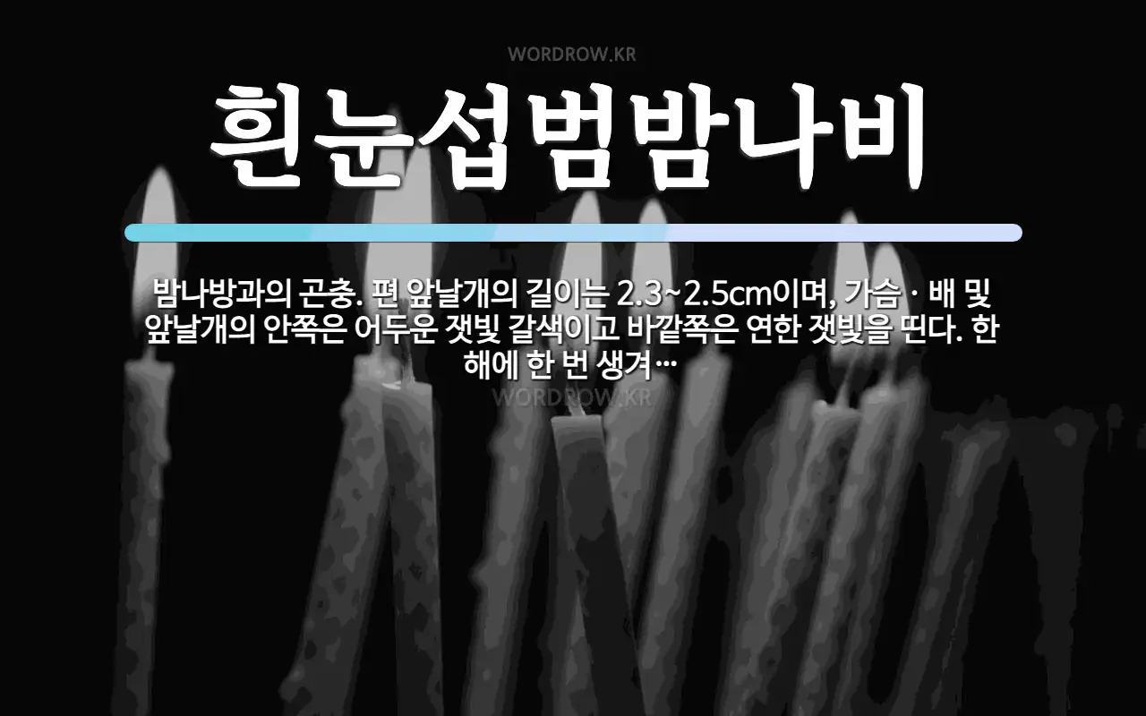 흰눈섭범밤나비 뜻 밤나방과의 곤충 편 앞날개의 길이는 23~25cm이며 가슴ㆍ배 및 앞날개의 안쪽은