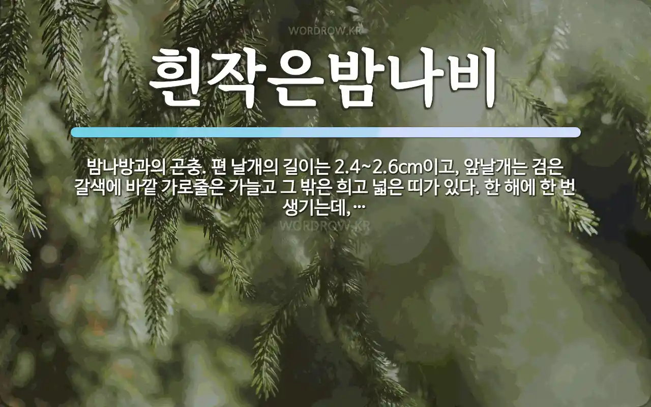 흰작은밤나비 뜻 밤나방과의 곤충 편 날개의 길이는 24~26cm이고 앞날개는 검은 갈색에 바깥 가로