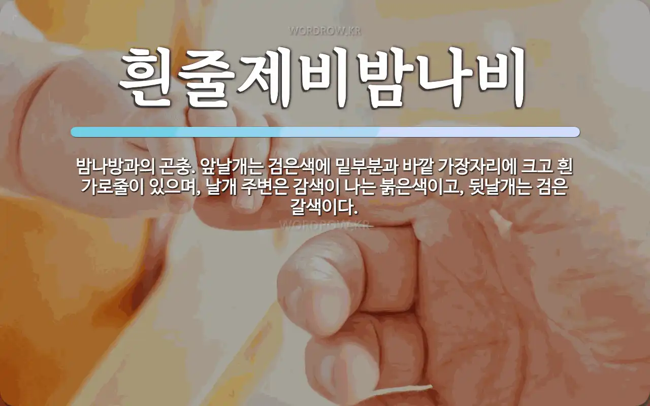 흰줄제비밤나비 뜻 밤나방과의 곤충 앞날개는 검은색에 밑부분과 바깥 가장자리에 크고 흰 가로줄이 있으며 날